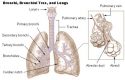 10 Fun Facts about Lungs | Less Known Facts
