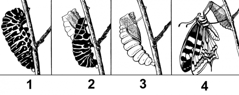 10 Facts about Metamorphosis | Less Known Facts